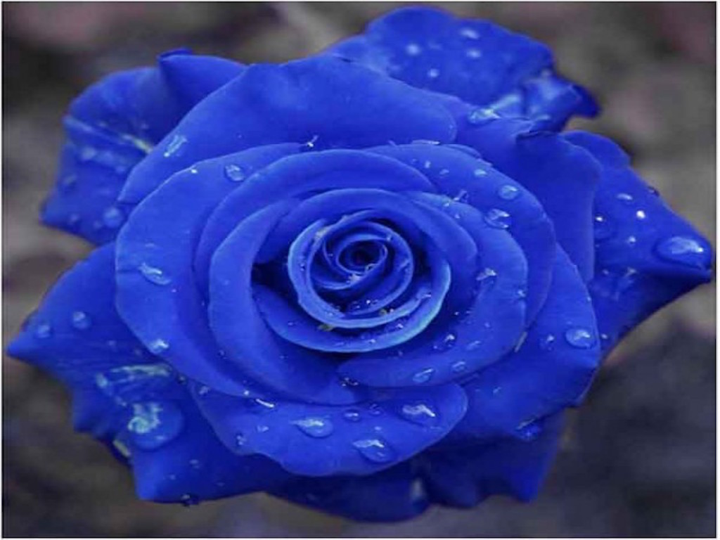 A Blue Rose - Dansville Foursquare Church
